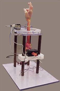 Distal Radioulnar Joint - Biomechanics and Motion Analysis Lab