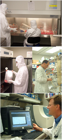 Viral Vector Production Laboratory - Mayo Clinic Comprehensive Cancer ...