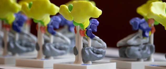 Rhinology and Skull Base Surgery - Department of Otorhinolaryngology ...