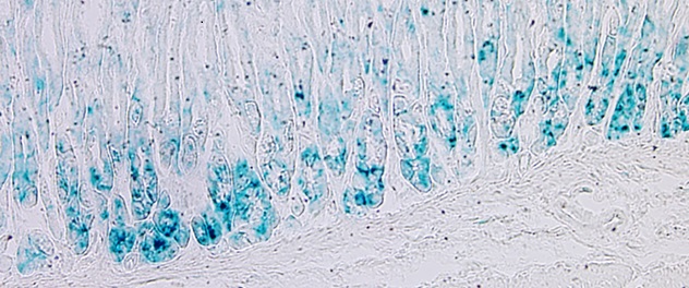 Overview - GI Stem Cell Research - GI Stem Cell Research: Yujiro Hayashi