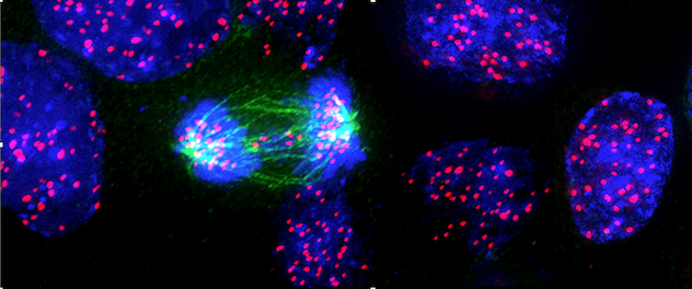 Overview - Genome Function, Stability and Nuclear Organization in ...
