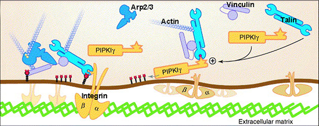 Focus Areas - Phospholipid Signaling in Embryonic Development and Human ...
