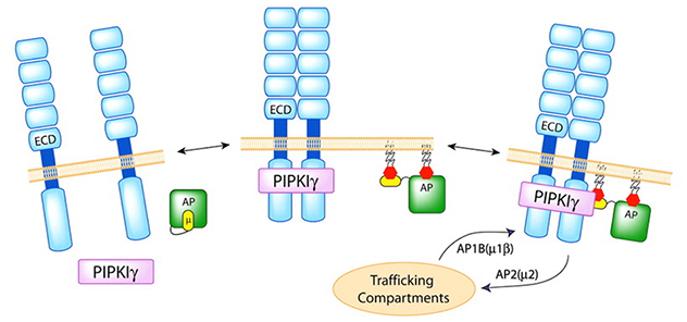 Focus Areas - Phospholipid Signaling in Embryonic Development and Human ...