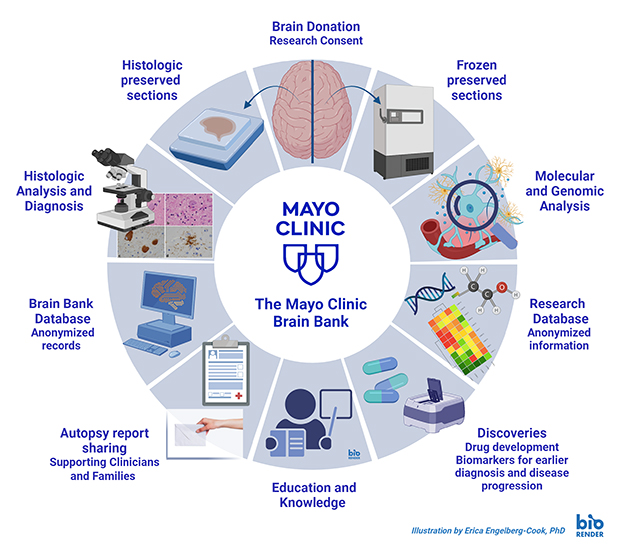Mayo Clinic Brain Bank - Neuroscience - Mayo Clinic Research
