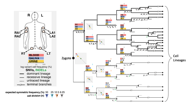 Research - Somatic Mutations in Development and Aging: Alexej Abyzov ...