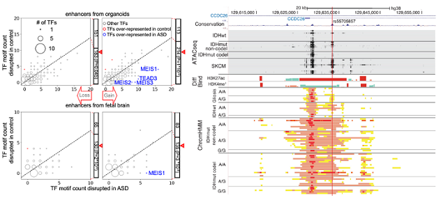 Research - Somatic Mutations in Development and Aging: Alexej Abyzov ...