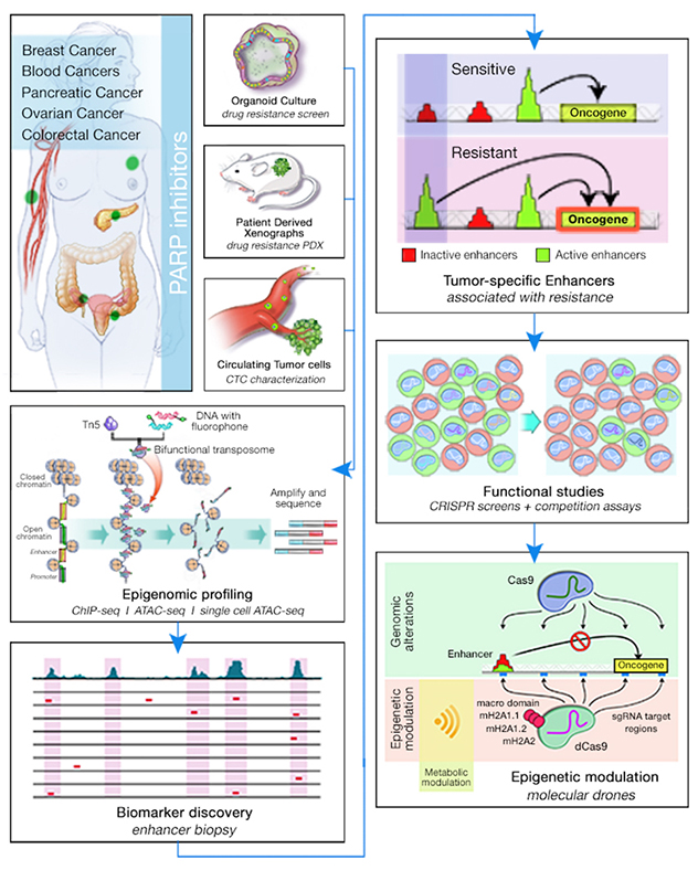 Research - Functional Epigenomics Lab - Mayo Clinic Research