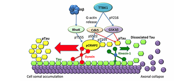 Tau-tubulin kinase 1: Therapeutic target of Alzheimer's disease ...