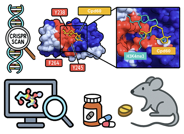 Research - Gene Editing and Cellular Engineering: David (Chun-Wei) D ...