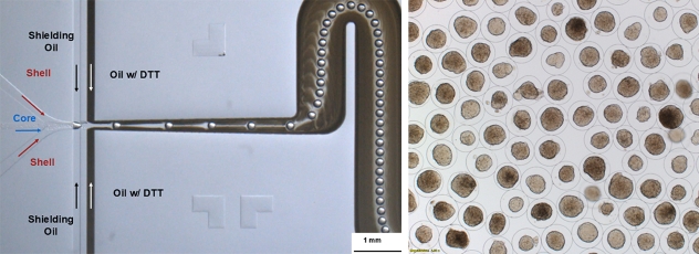 Microencapsulation of cells - Cellular Microsystems and Biosensors ...